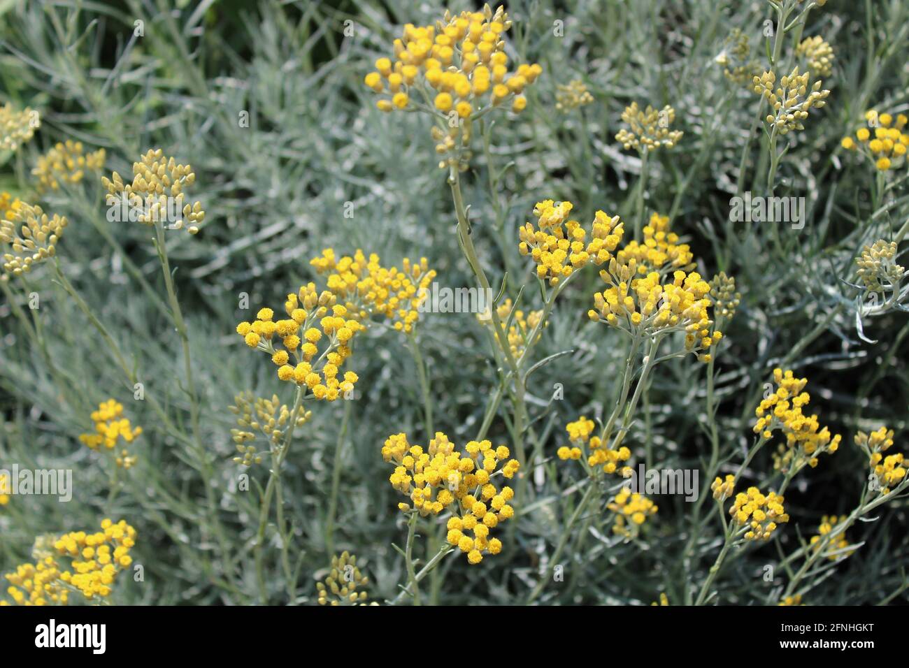 curry plant in the garden Stock Photo - Alamy
