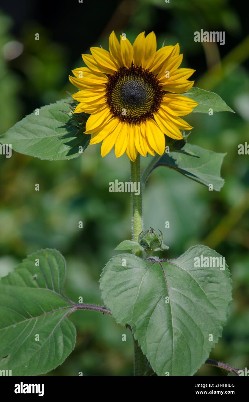 A young sunflower, want to grow high Stock Photo - Alamy
