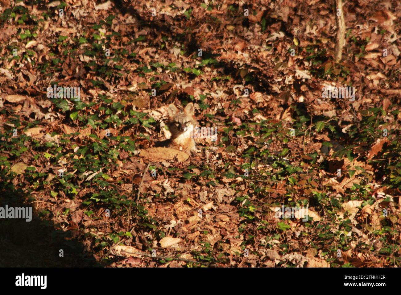 Virginia, USA. Fox into the woods, blending in the surroundings Stock ...