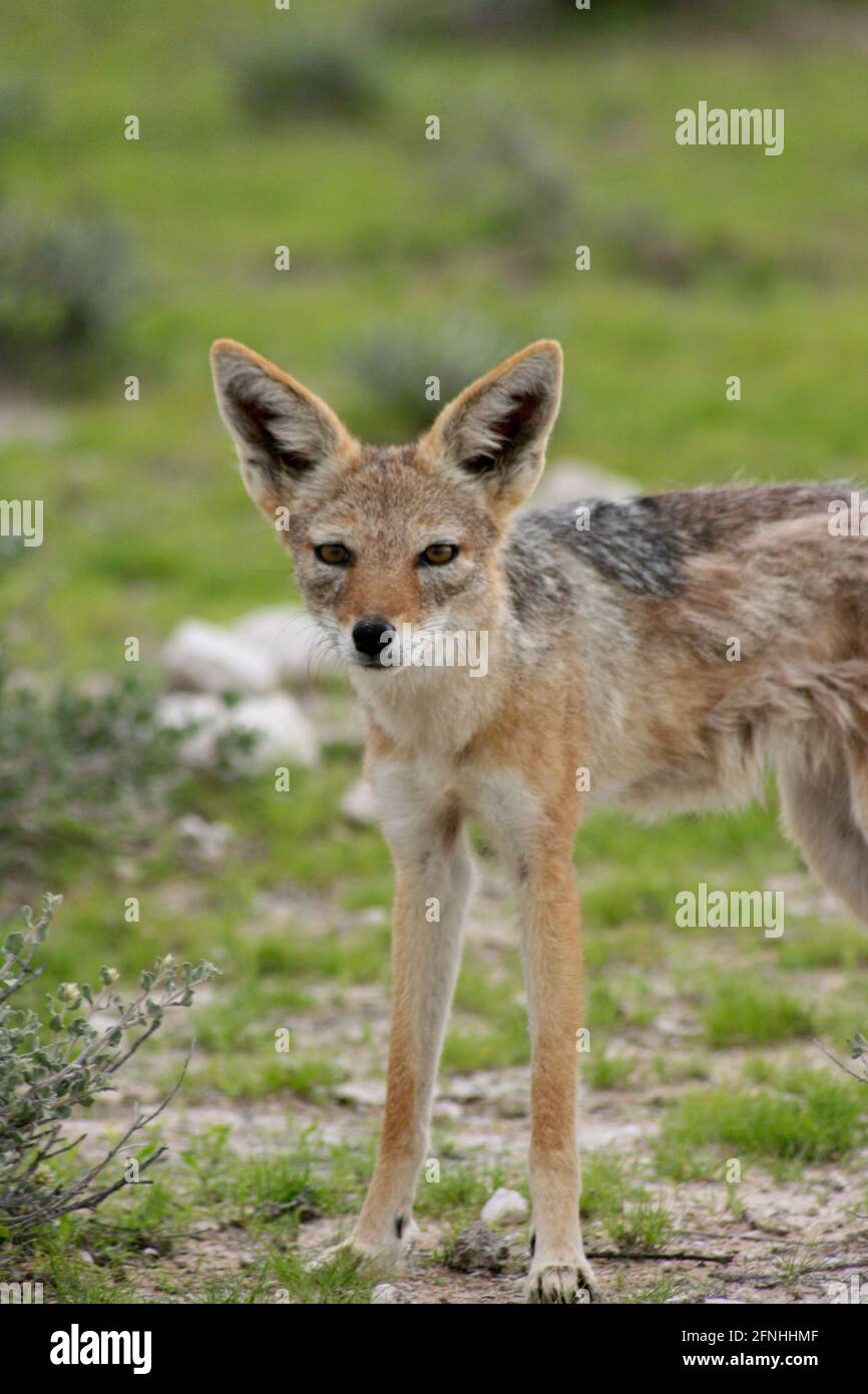 Front on portrait of Black-backed Jackal (Lupulella mesomelas) resting ...