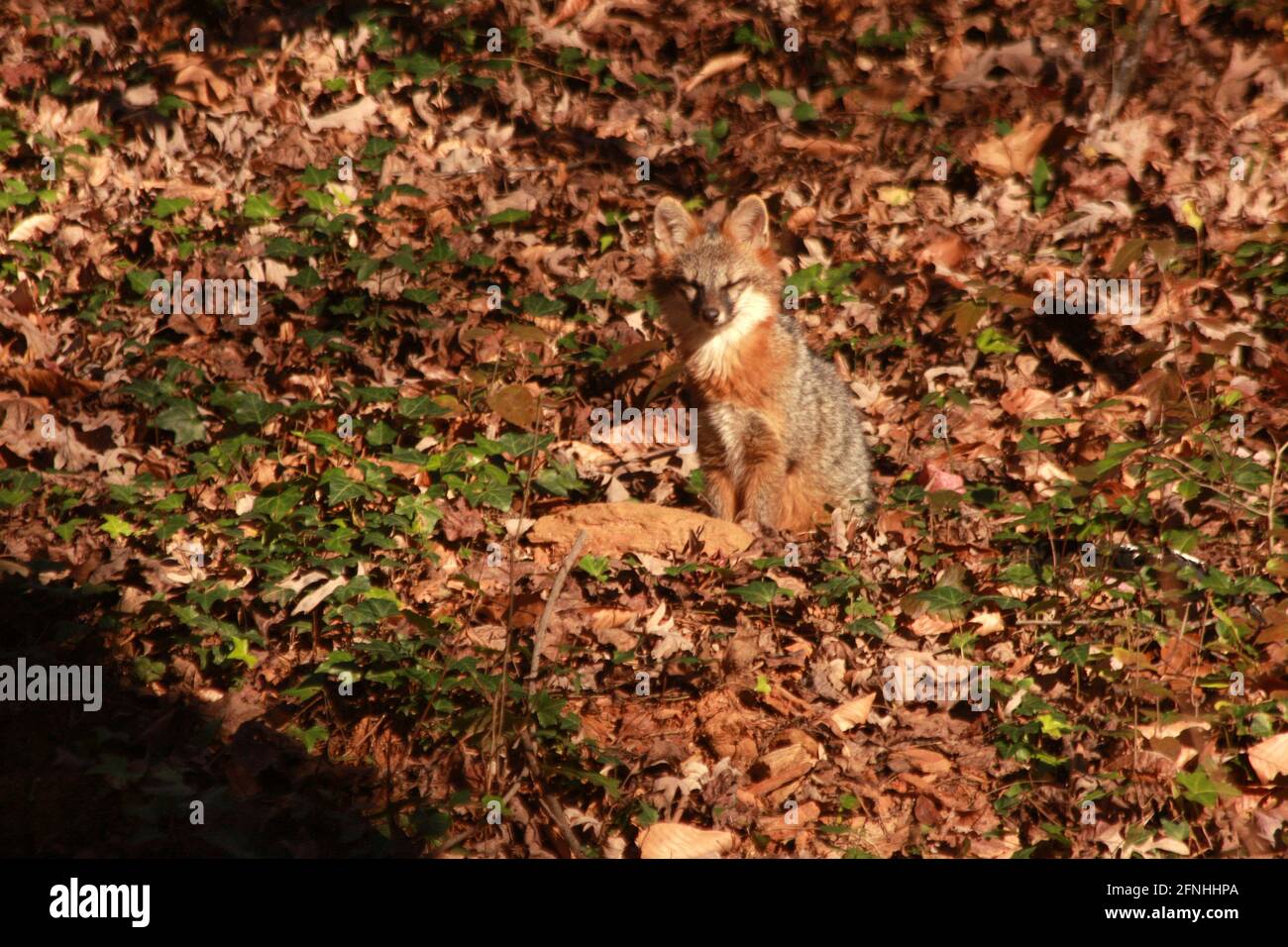 Virginia, USA. Fox into the woods, blending in the surroundings Stock ...