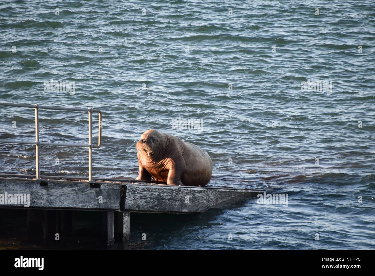 Wally walrus hi-res stock photography and images - Alamy