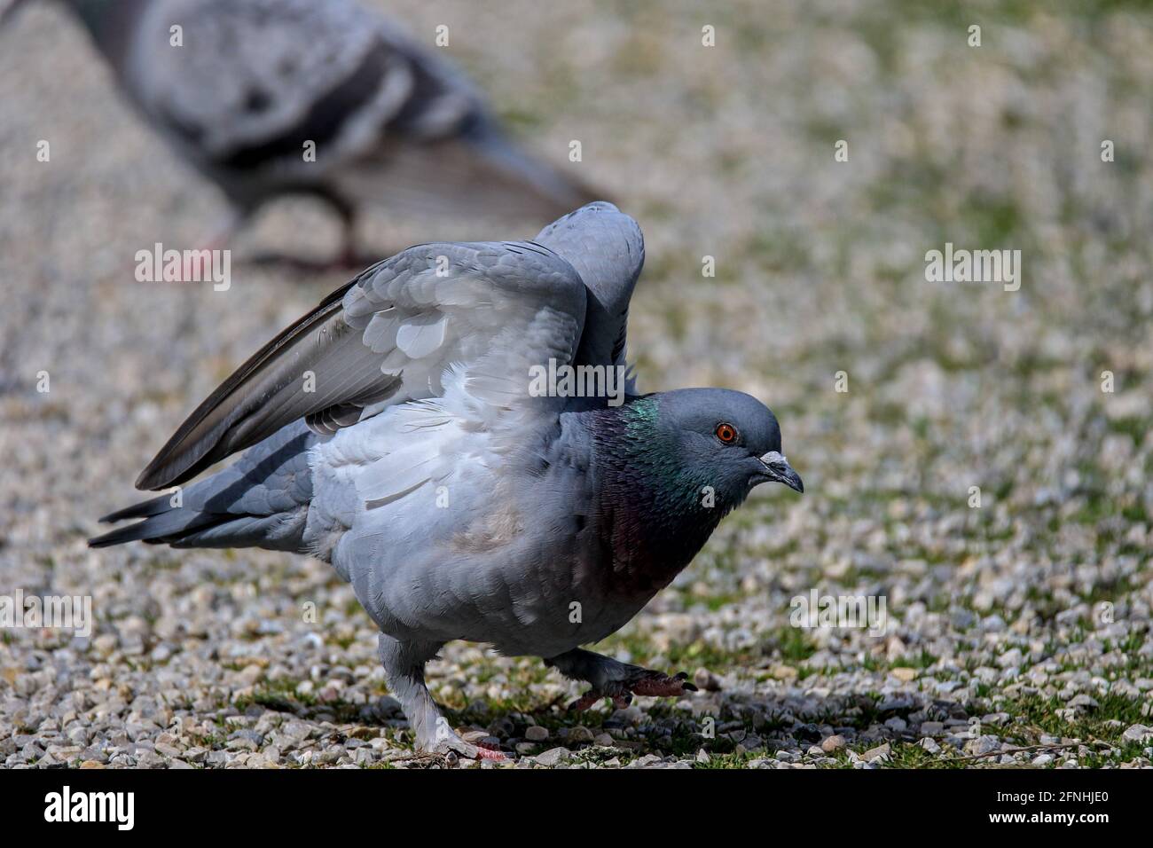 close up of a common pigeon spreading its wings Stock Photo - Alamy