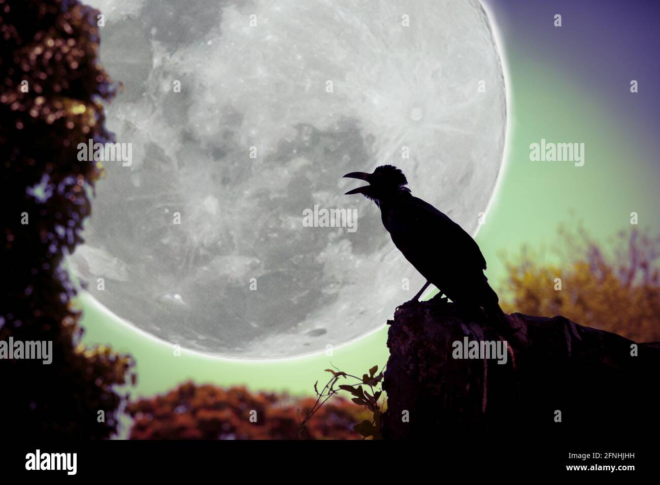 Beautiful night sky with full moon, tree and silhouette of crow on ...