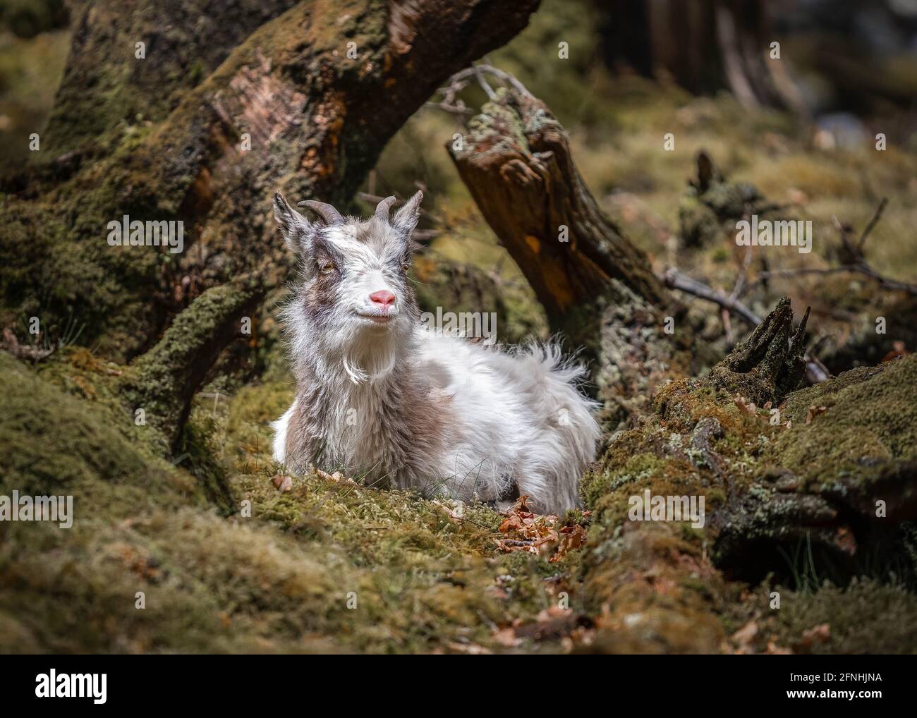 Welsh mountain goats wild in rocky slate quarry mine hillside. Bearded ...