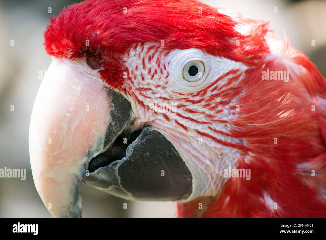 Hungry Parrot is looking and waiting Stock Photo - Alamy