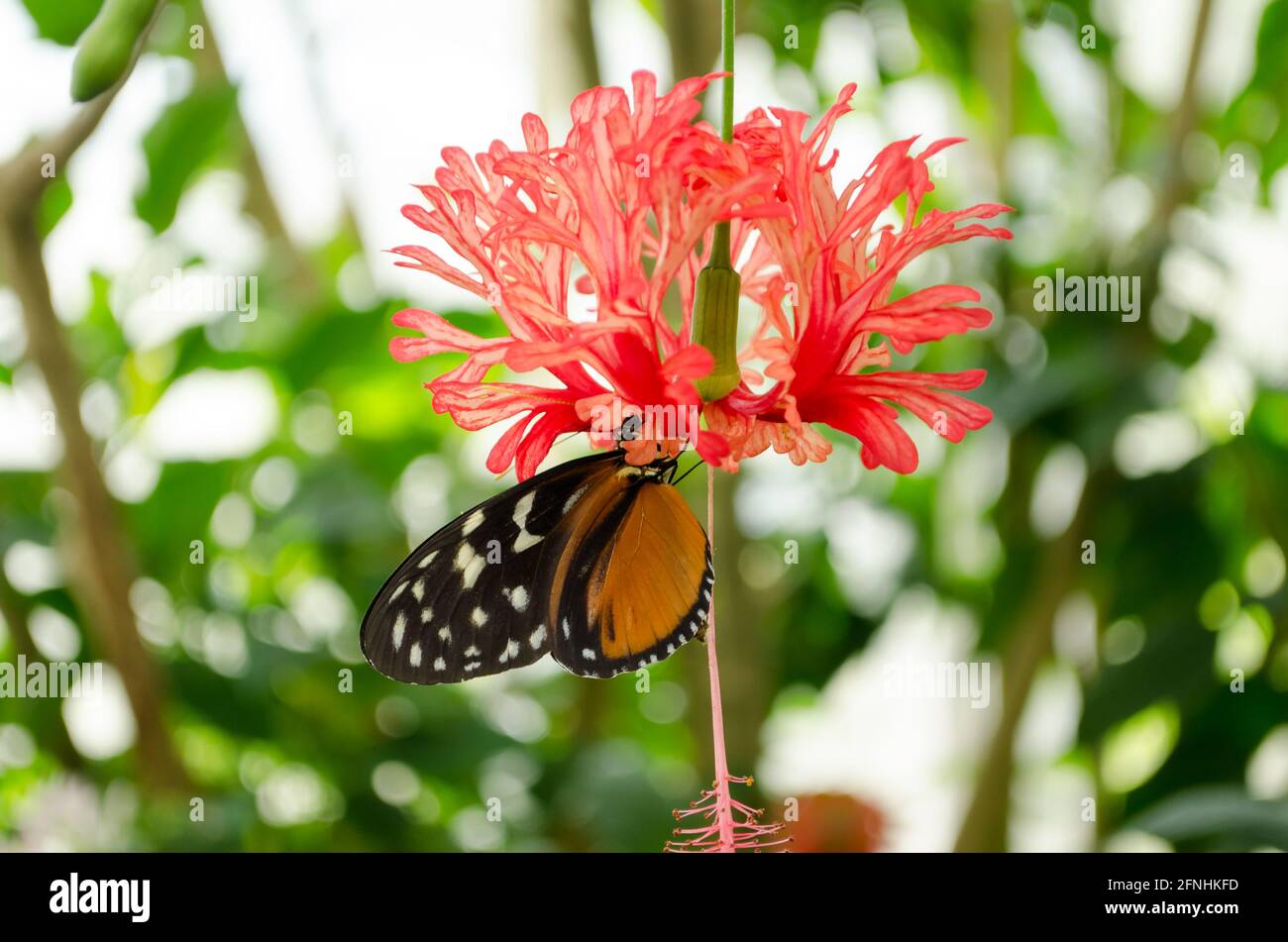 A butterfly drinking some nectar Stock Photo - Alamy