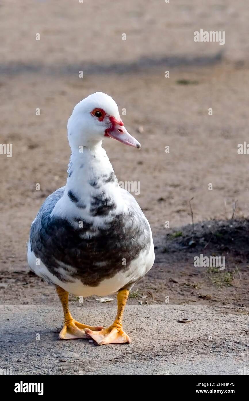 Gray Muscovy Duck High Resolution Stock Photography and Images - Alamy