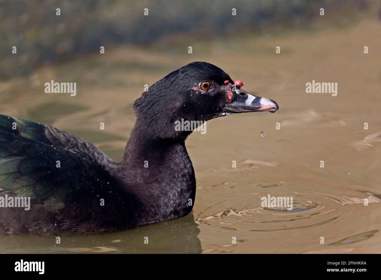 Gray muscovy duck hi-res stock photography and images - Alamy