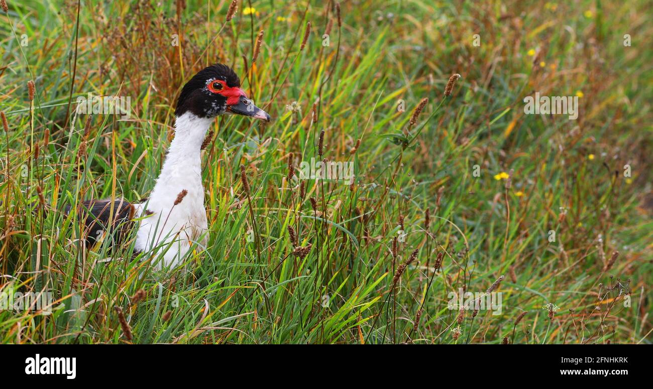 Gray Muscovy Duck High Resolution Stock Photography and Images - Alamy