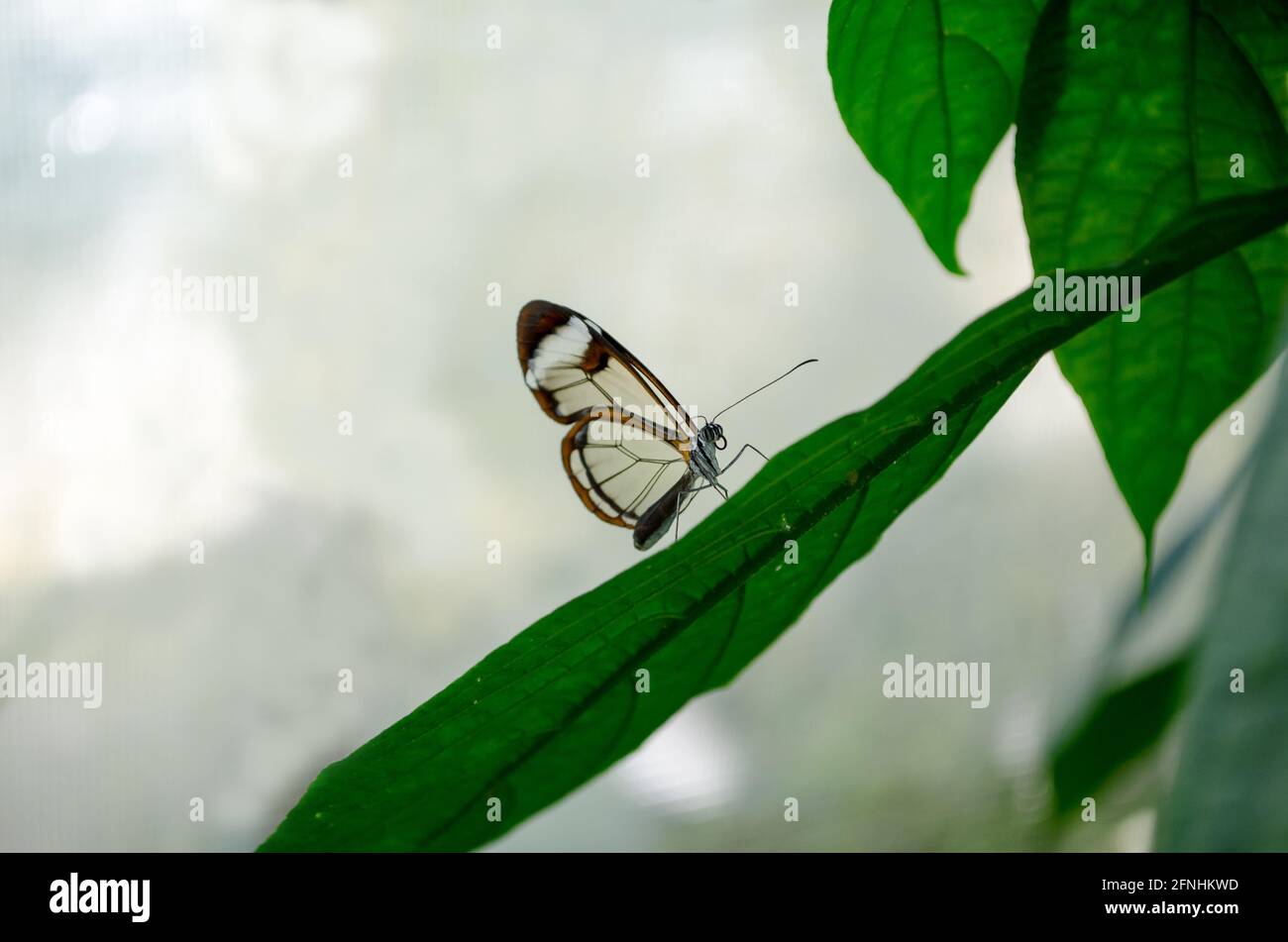 Butterfly doing a rest Stock Photo - Alamy