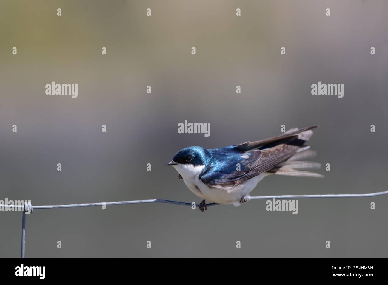 Tree swallow perch hi-res stock photography and images - Alamy