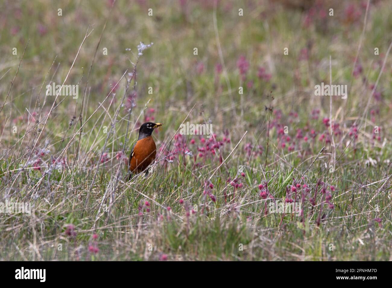 American plantlife hi-res stock photography and images - Alamy