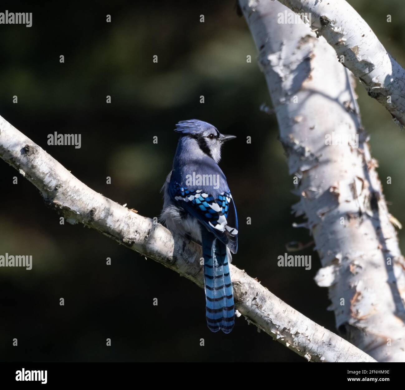 A large Blue Jay in a birch tree Stock Photo - Alamy