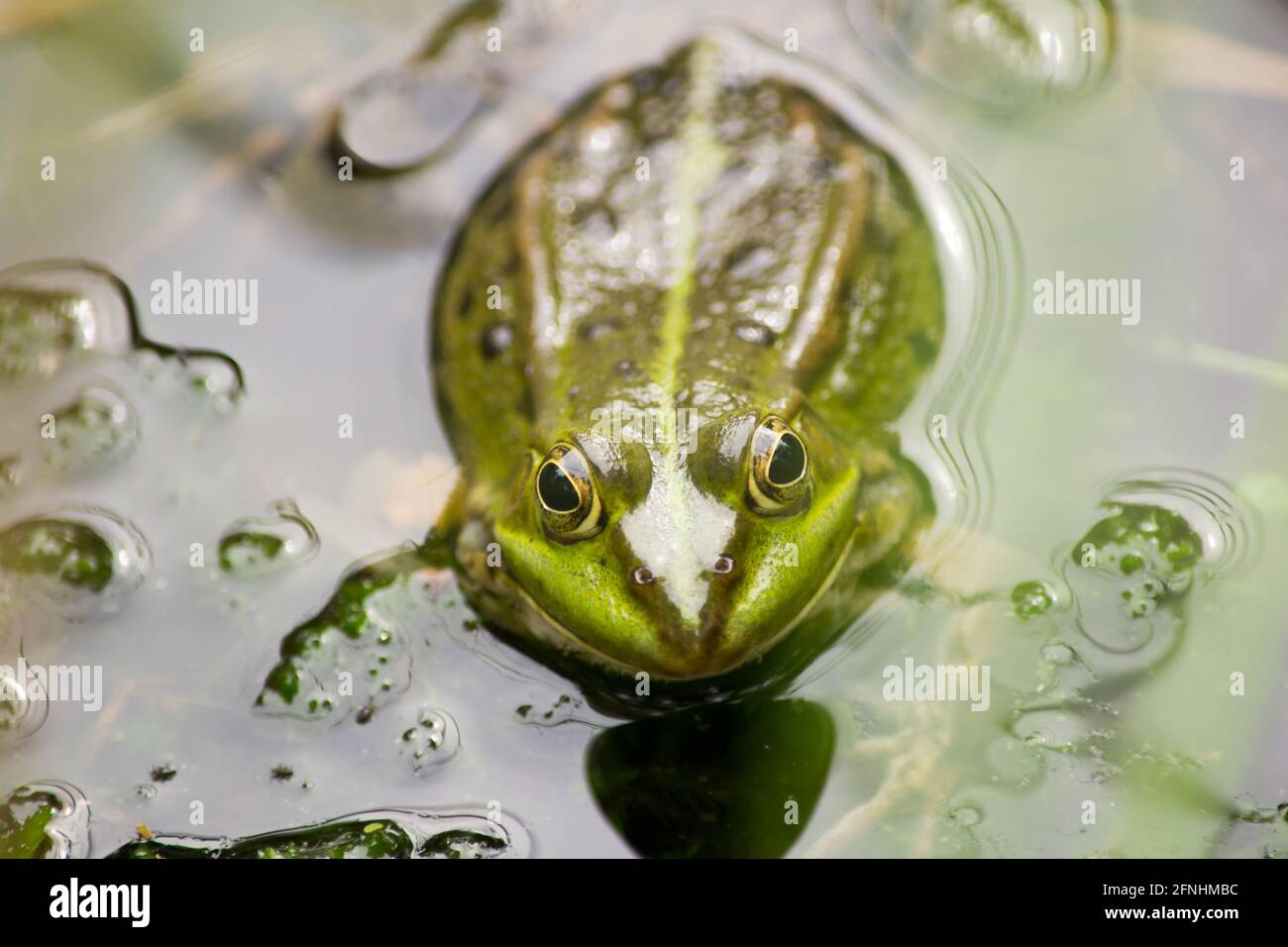 European green frogs hi-res stock photography and images - Alamy