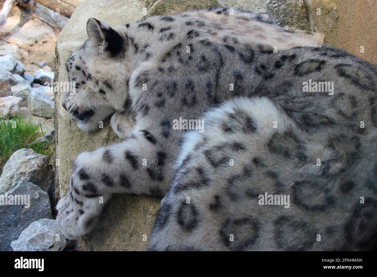snow leopard in a zoo in france Stock Photo - Alamy