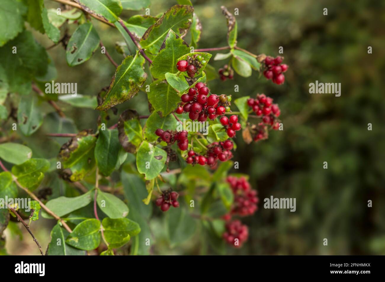 Red and black wild blackberries bushes and branches on a blurred green ...