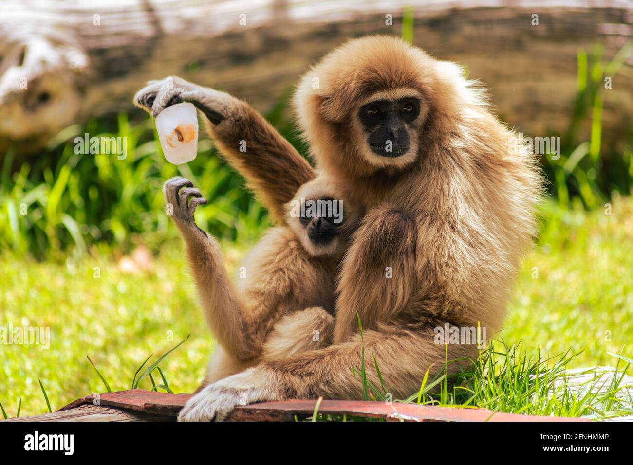 Thomas monkeys hi-res stock photography and images - Alamy
