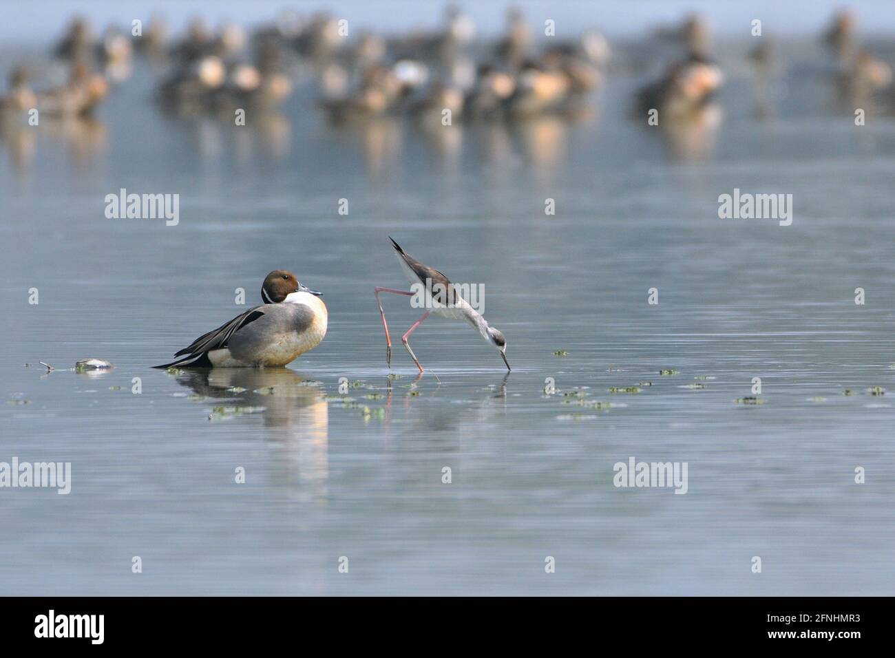 Two different species of birds are feeding in the wetland Stock Photo ...
