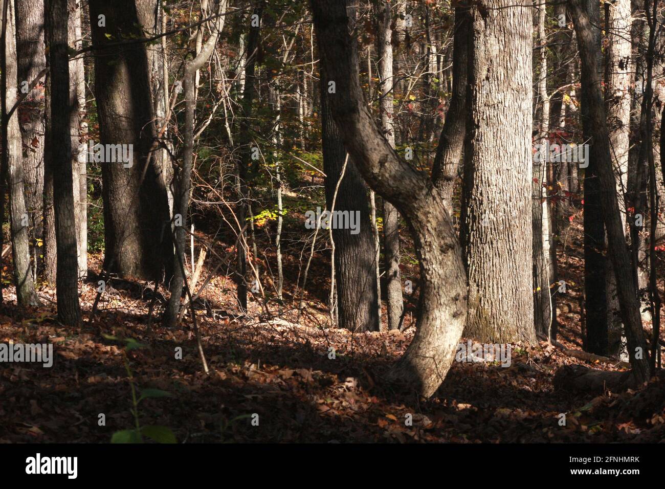 Tree trunks in a forest in Virginia, USA Stock Photo - Alamy