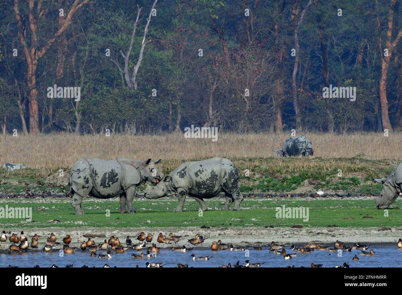 Two Greater One Horned Rhinos Are Showing Love To Each Other Stock ...