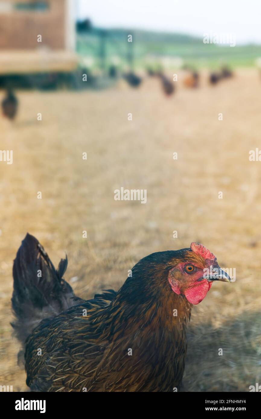 Close-up of a chicken in a free range poultry farm in the Cotswold in ...