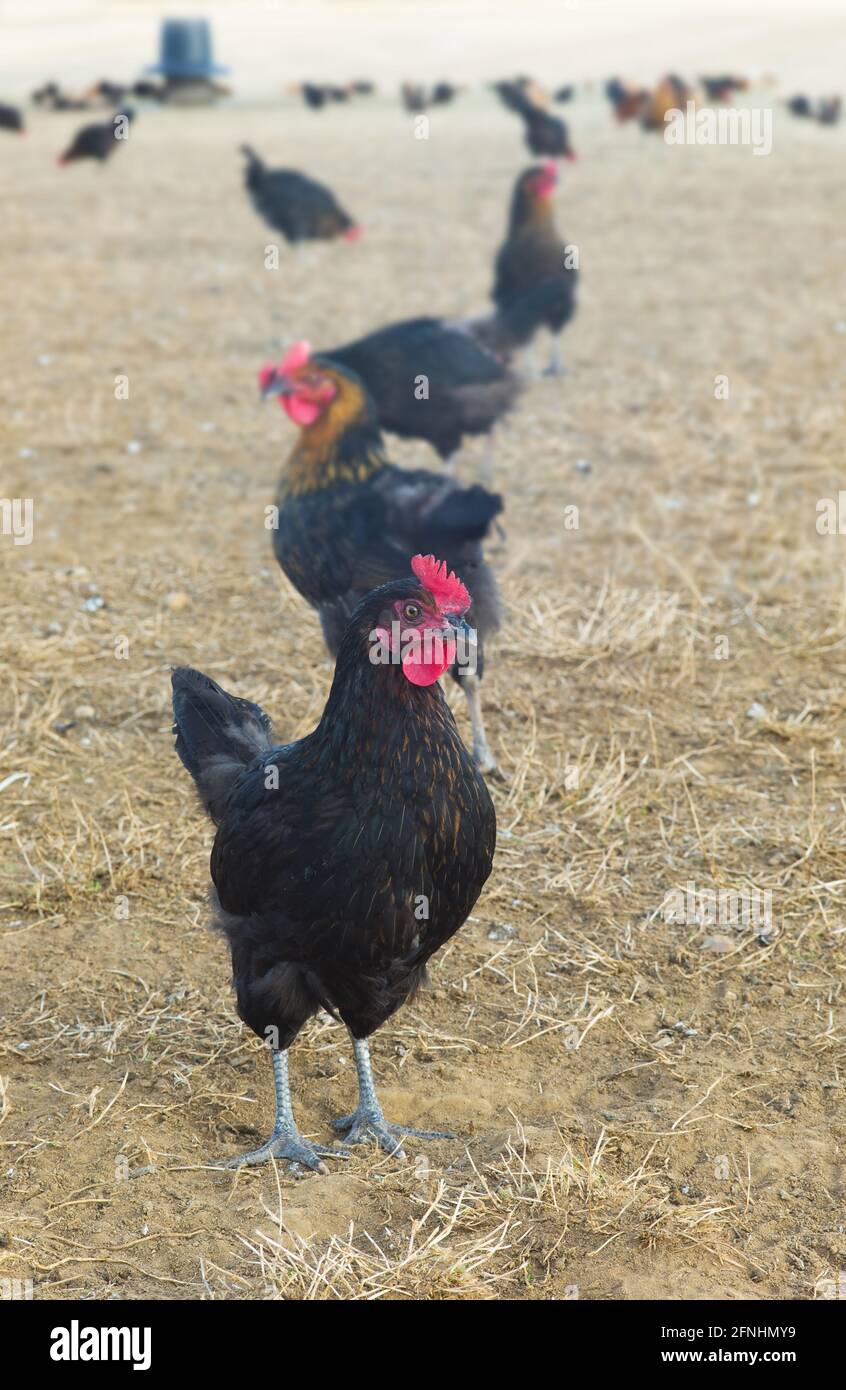 Chickens on traditional free range poultry farm in the Cotswold in the ...
