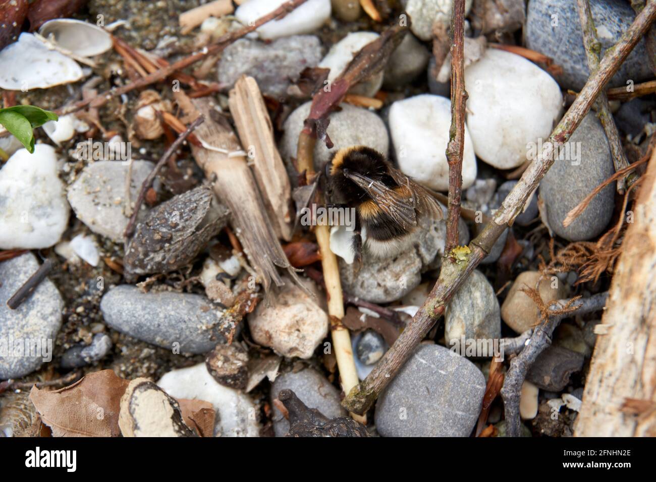 Top view of pebbles and tree twigs on the ground Stock Photo - Alamy