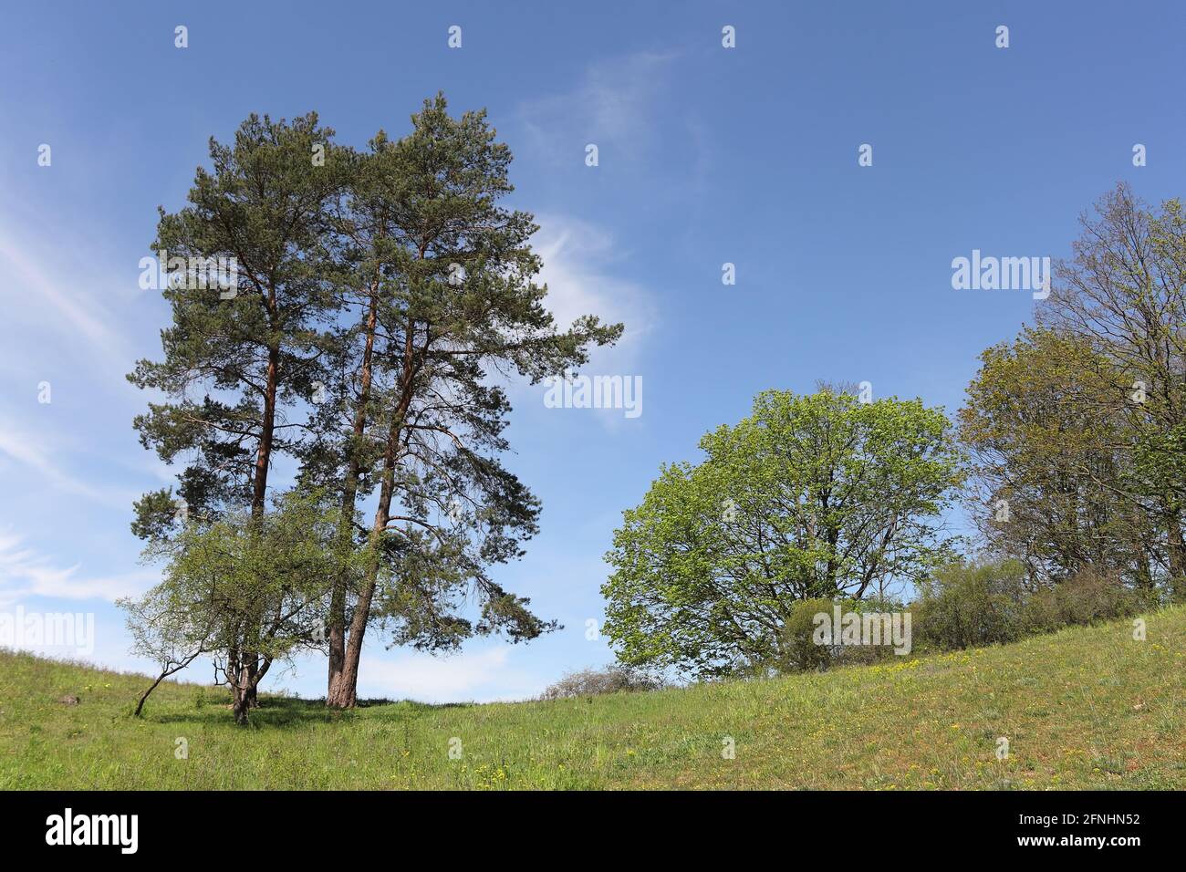 Small cluster of pine trees on a slope in the Southern Uckermark in ...