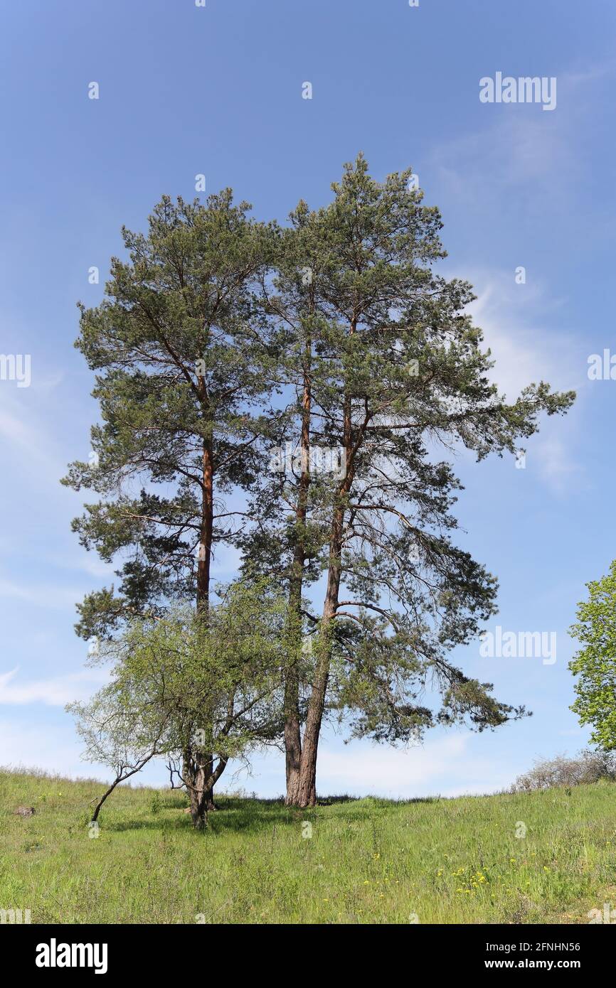 Small cluster of pine trees on a slope Stock Photo - Alamy