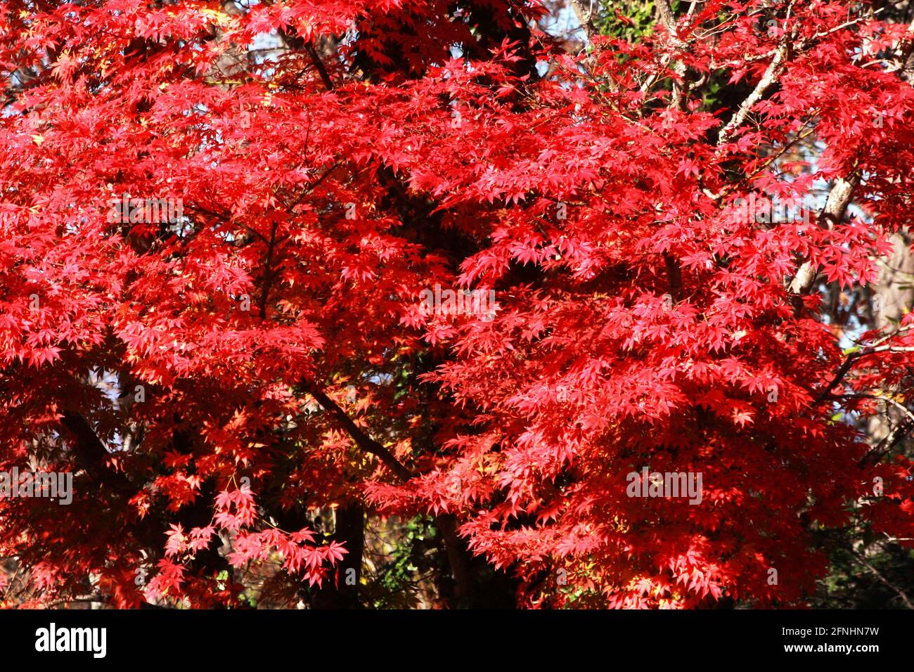 Maple tree changing colors in fall Stock Photo - Alamy