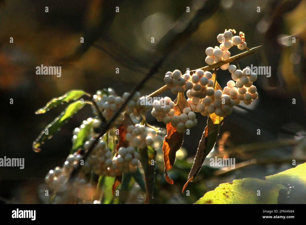 Callicarpa species hi-res stock photography and images - Alamy