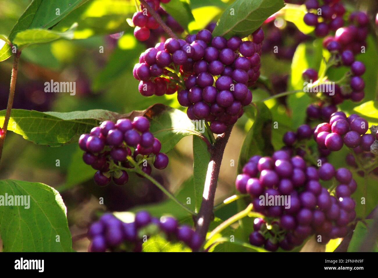 Close up purple berries hi-res stock photography and images - Alamy