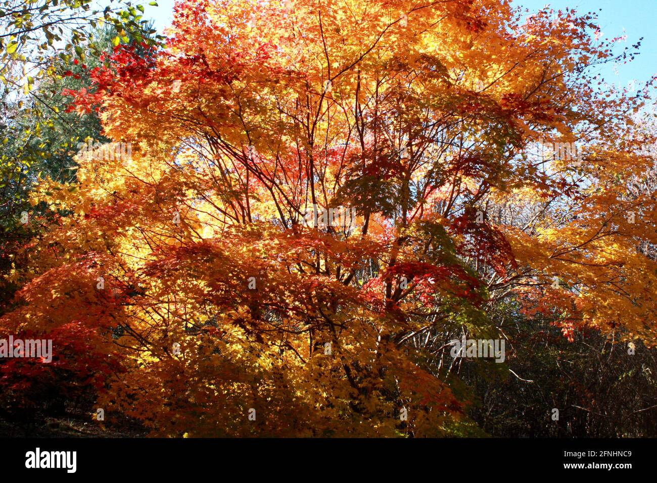 Maple tree changing colors hi-res stock photography and images - Alamy