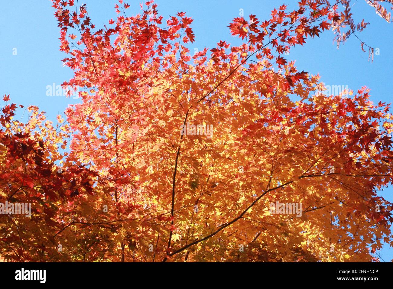 Maple tree changing colors in fall Stock Photo - Alamy