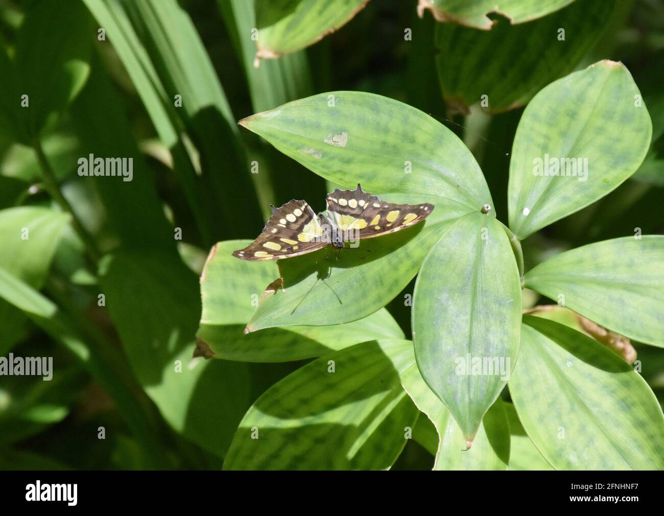 Pretty malachite hi-res stock photography and images - Alamy