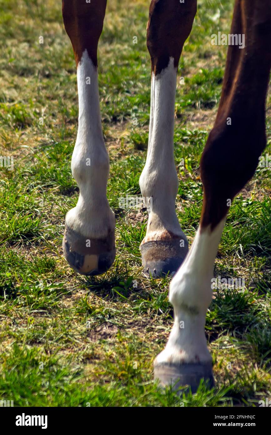 Horse Feet High Resolution Stock Photography and Images - Alamy