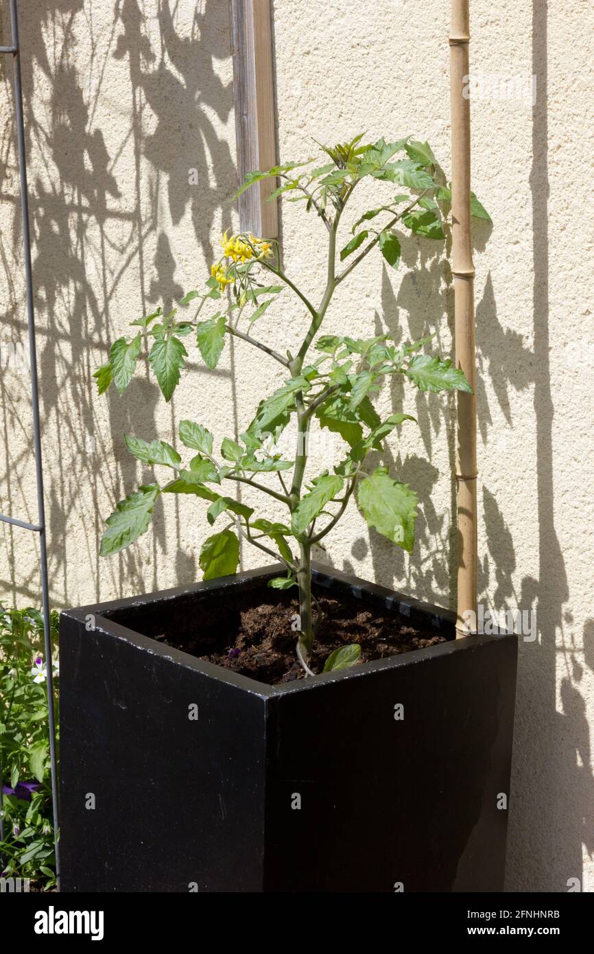 Tomato plant growing in a pot Stock Photo - Alamy