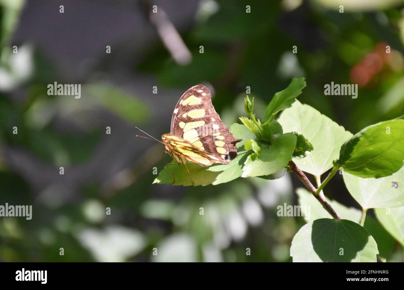 Very pretty malachite butterfly in a garden Stock Photo - Alamy