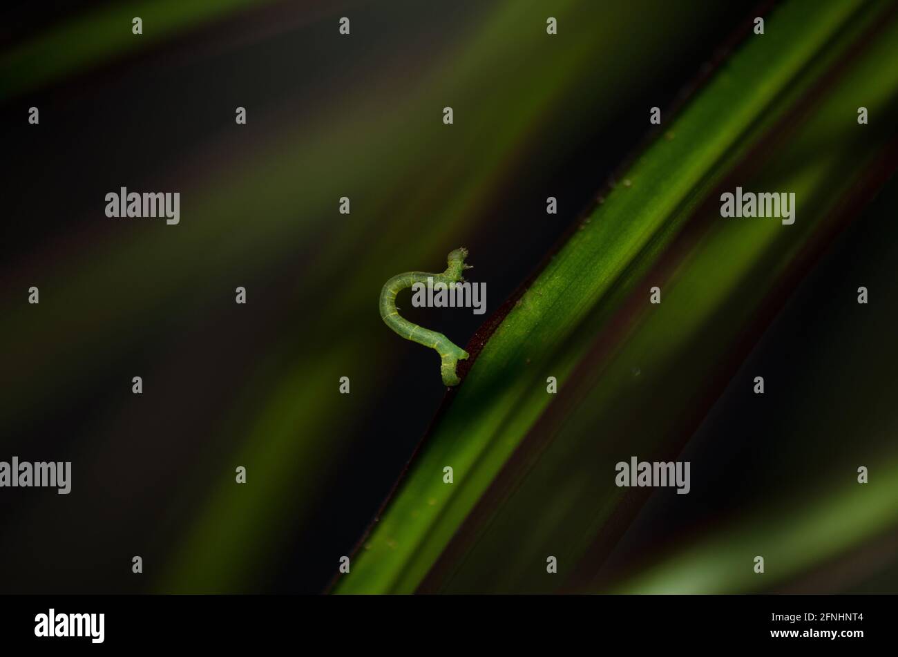 Inchworm leaf hi-res stock photography and images - Alamy