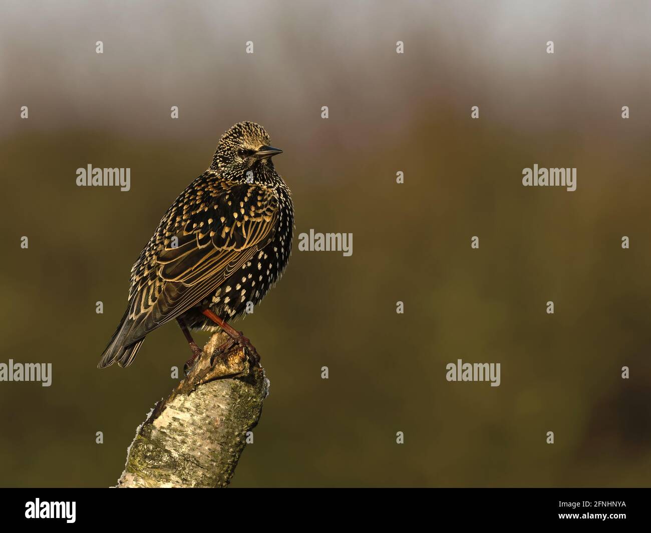 Perched pose hi-res stock photography and images - Alamy