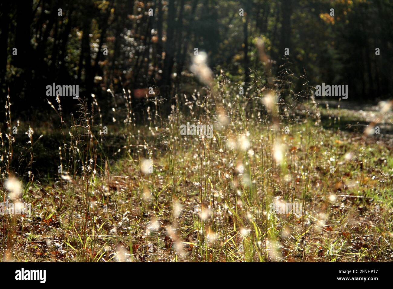 Little bluestem grasses hi-res stock photography and images - Alamy