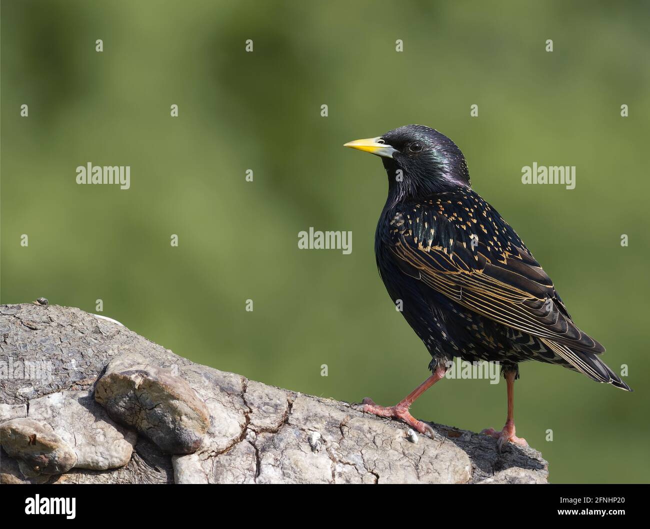 Perched pose hi-res stock photography and images - Alamy