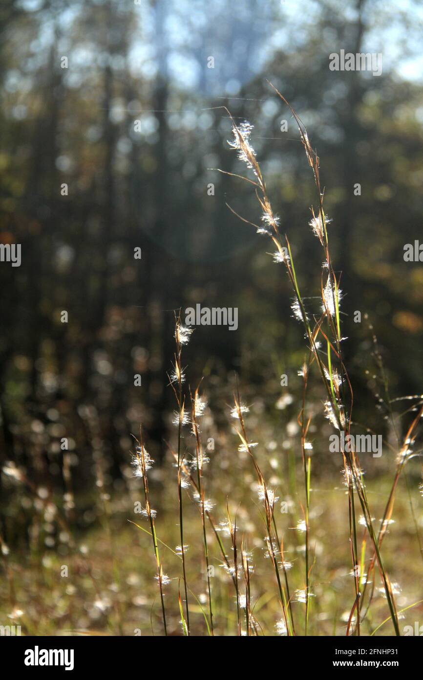 Fuzzy seed heads hi-res stock photography and images - Alamy