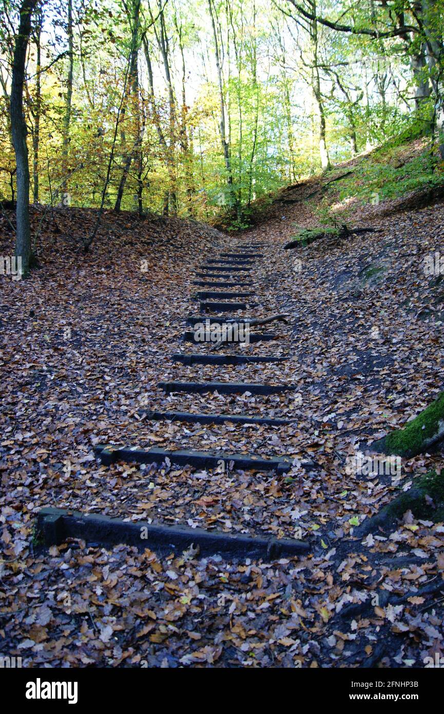 Woods steps hi-res stock photography and images - Alamy