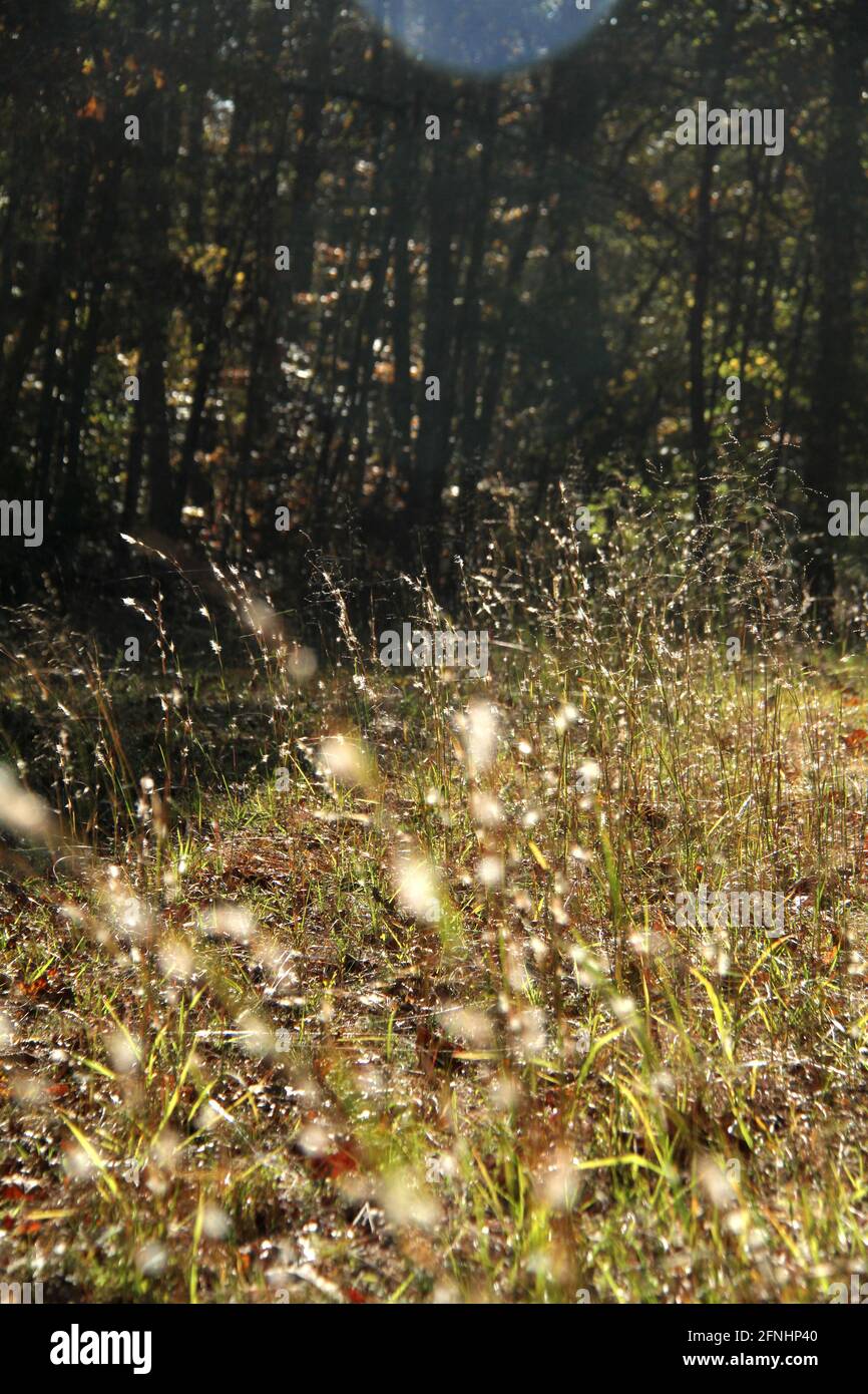 Little bluestem grasses hi-res stock photography and images - Alamy
