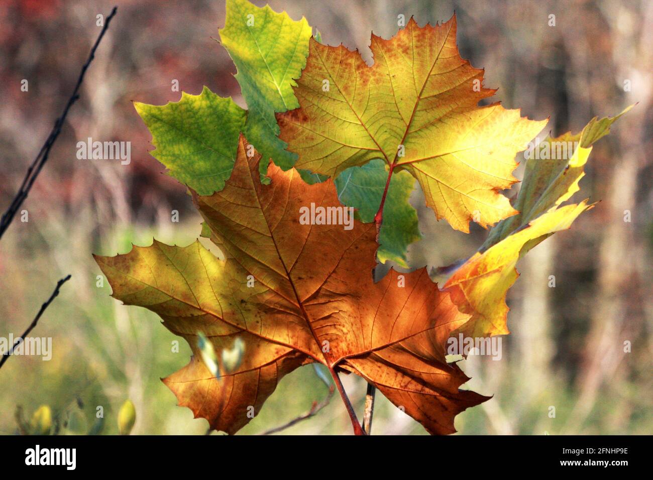Maple changing color hi-res stock photography and images - Alamy