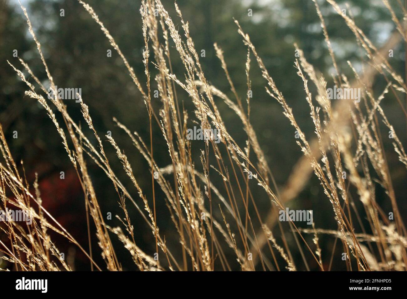 Bunchgrass Meadow High Resolution Stock Photography and Images - Alamy