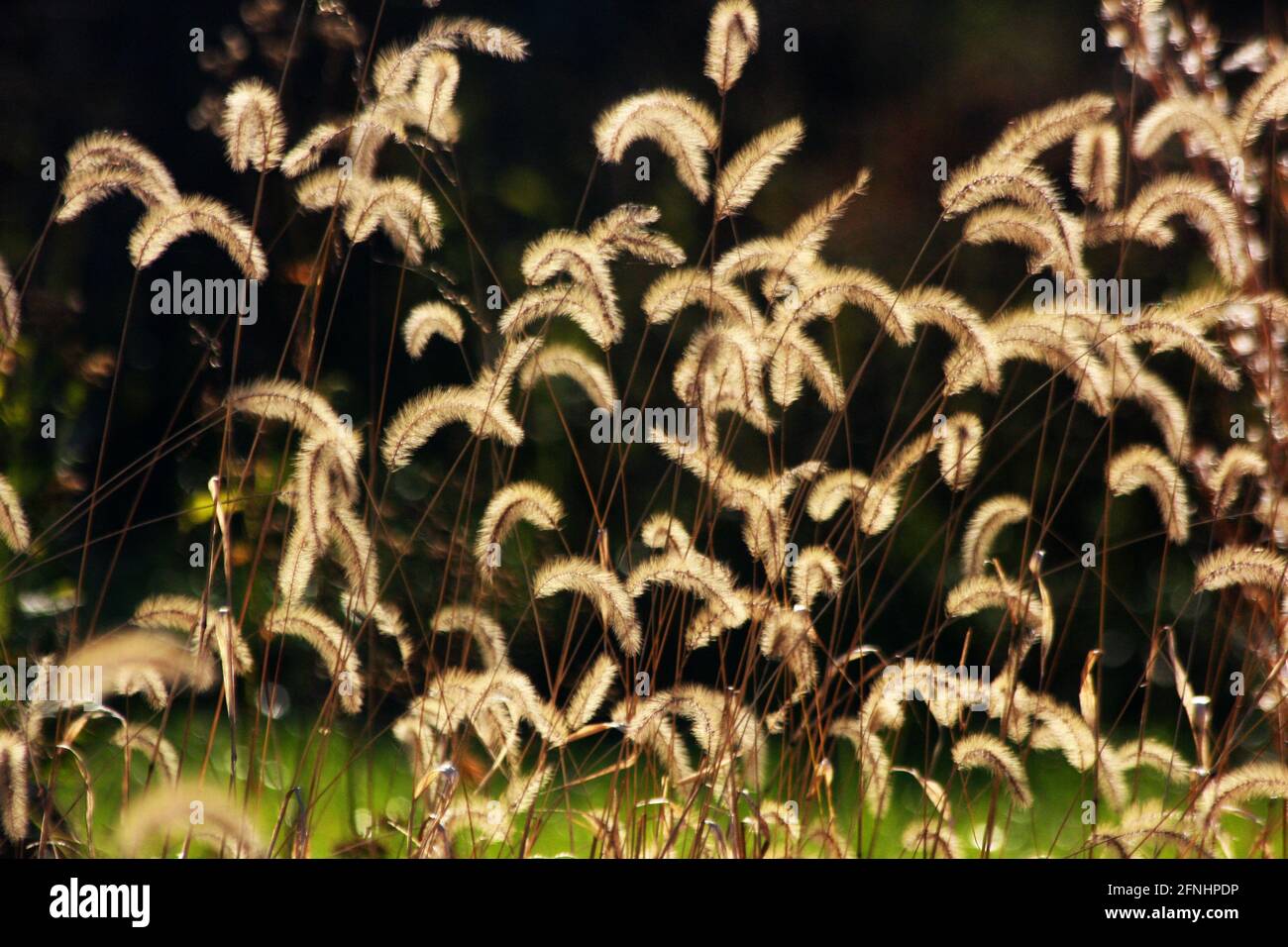 Barley weeds hi-res stock photography and images - Alamy