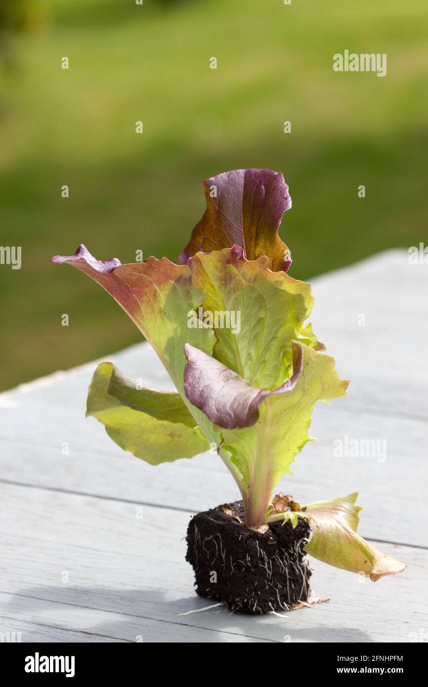 Small Batavia lettuce plug plant Stock Photo - Alamy